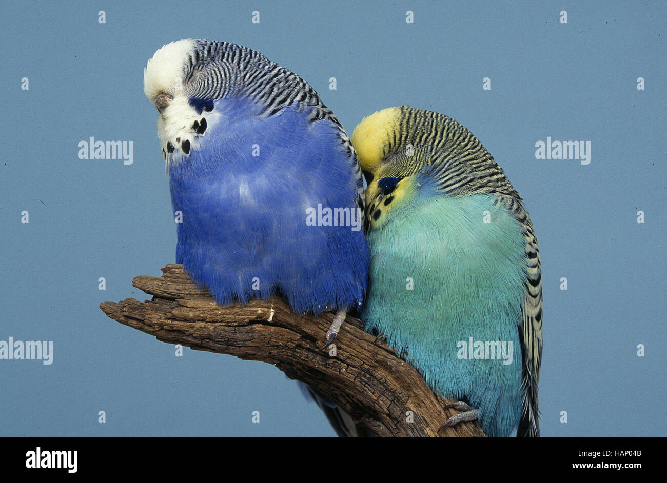 Budgie Budgerigar Domestic Birds Petbird High Resolution Stock ...