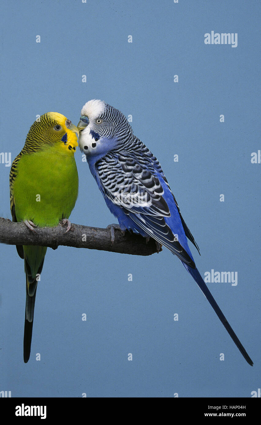 Budgie budgerigar domestic birds petbird hi-res stock photography and ...