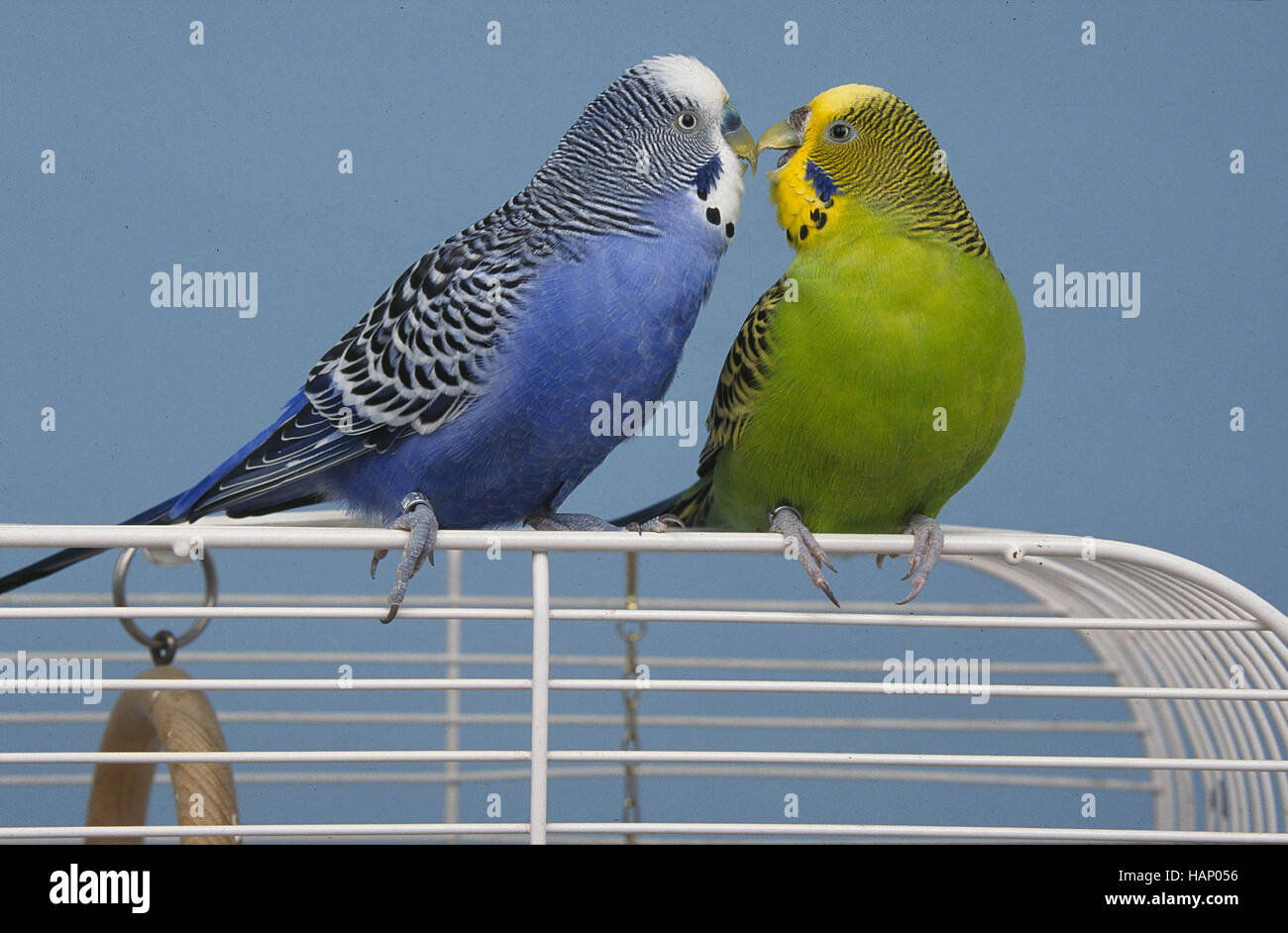 Vogel wellensittich hi-res stock photography and images - Alamy