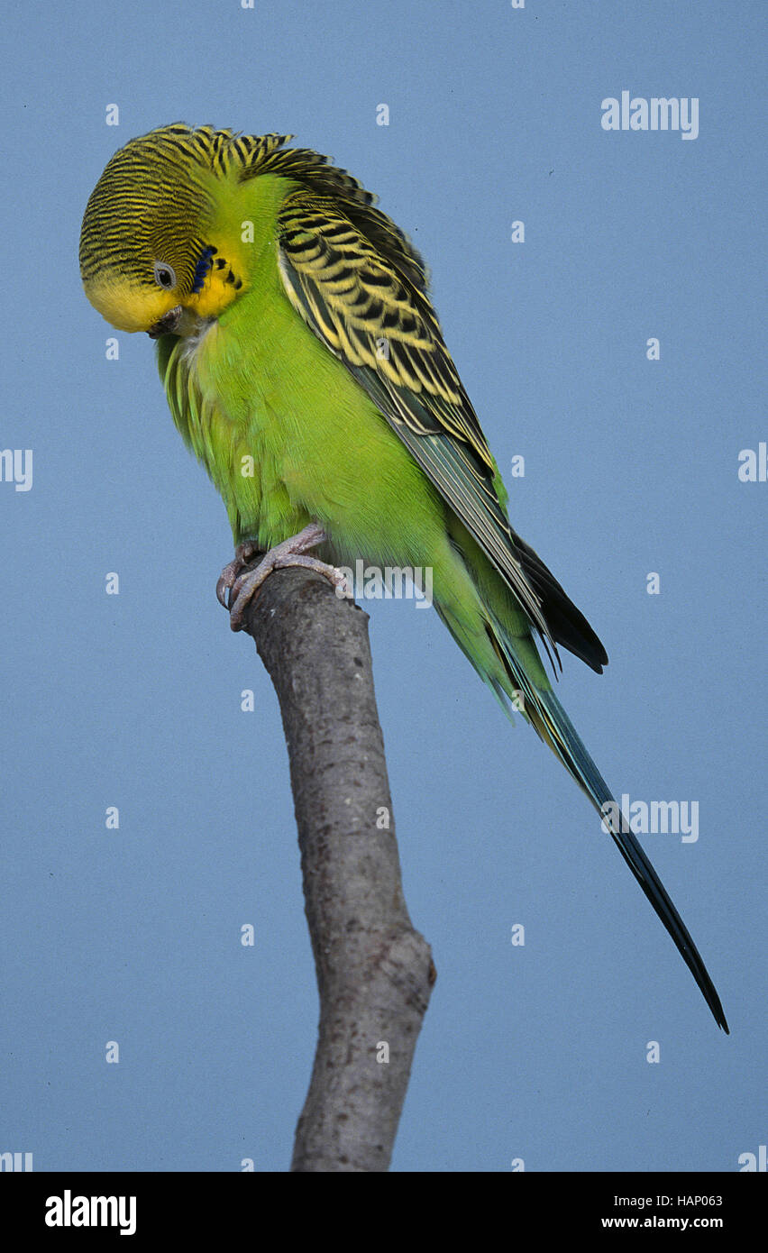 Budgie budgerigar domestic birds petbird hi-res stock photography and ...