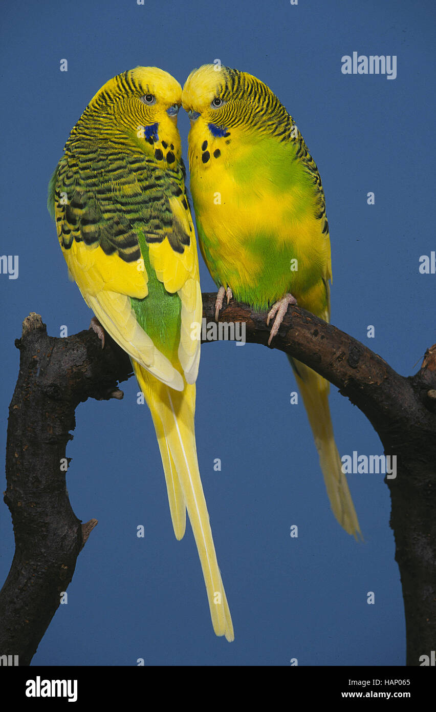 Budgie budgerigar domestic birds petbird hi-res stock photography and ...