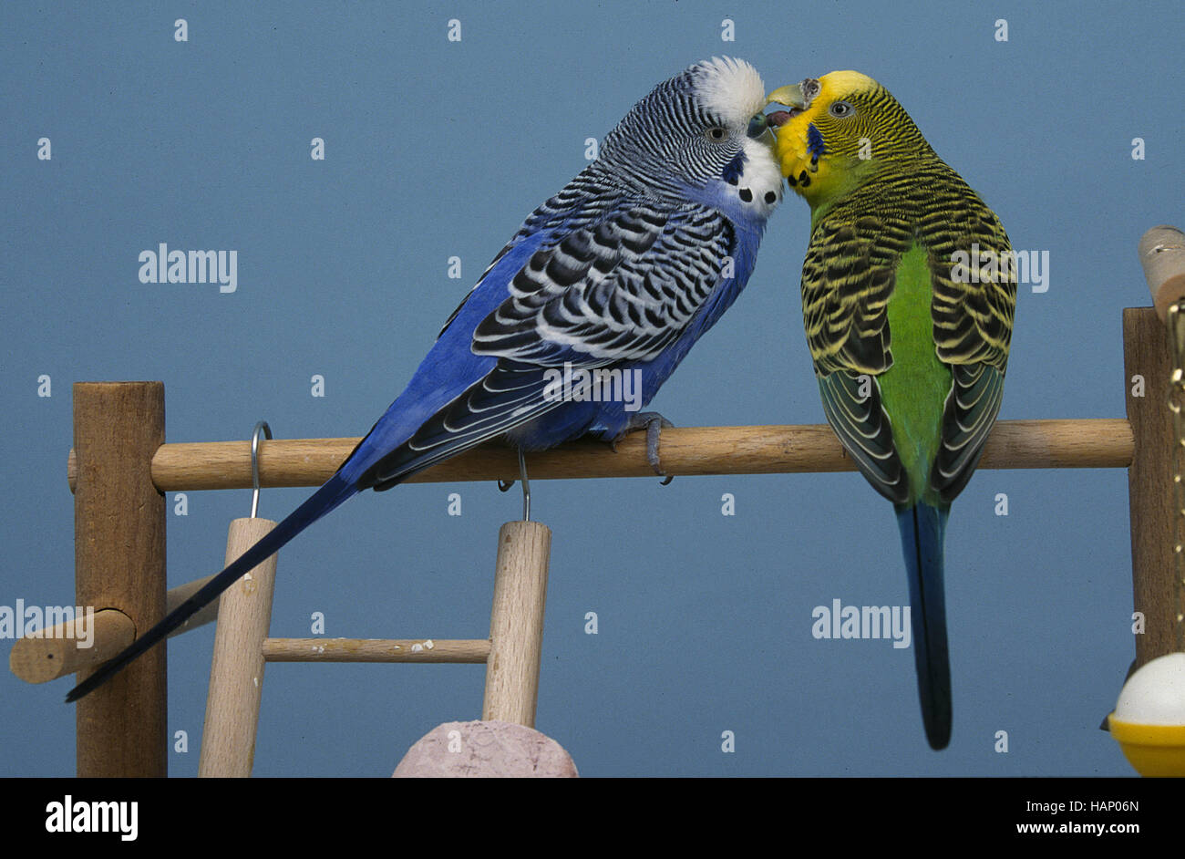 Budgie budgerigar domestic birds petbird hi-res stock photography and ...