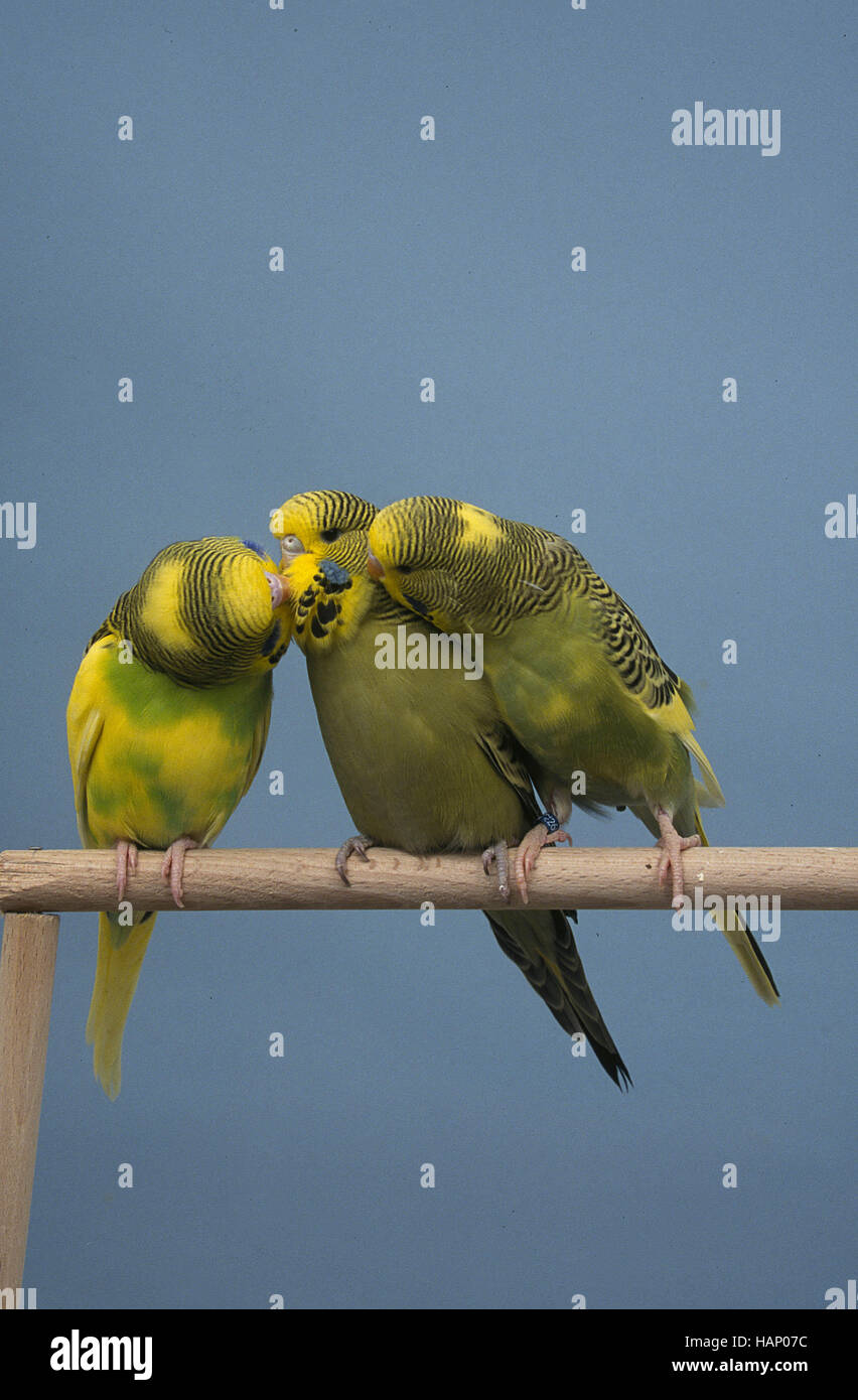 Budgie budgerigar domestic birds petbird hi-res stock photography and ...
