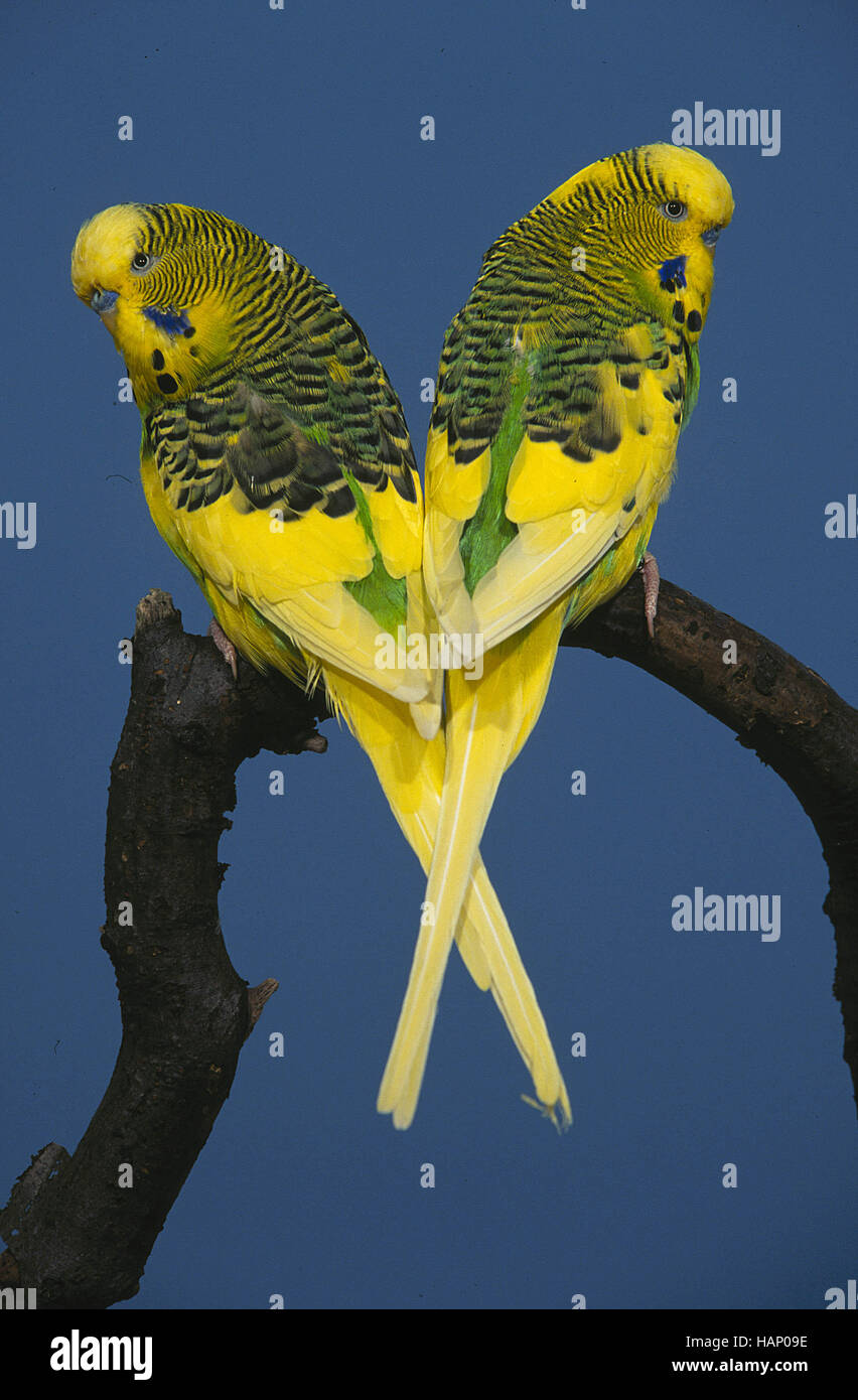 Vogel wellensittich hi-res stock photography and images - Alamy