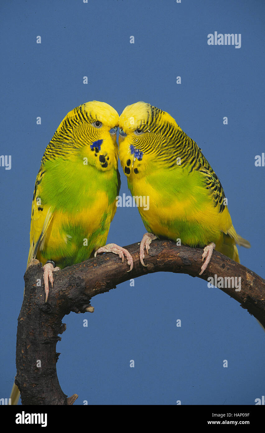 Budgie budgerigar domestic birds petbird hi-res stock photography and ...