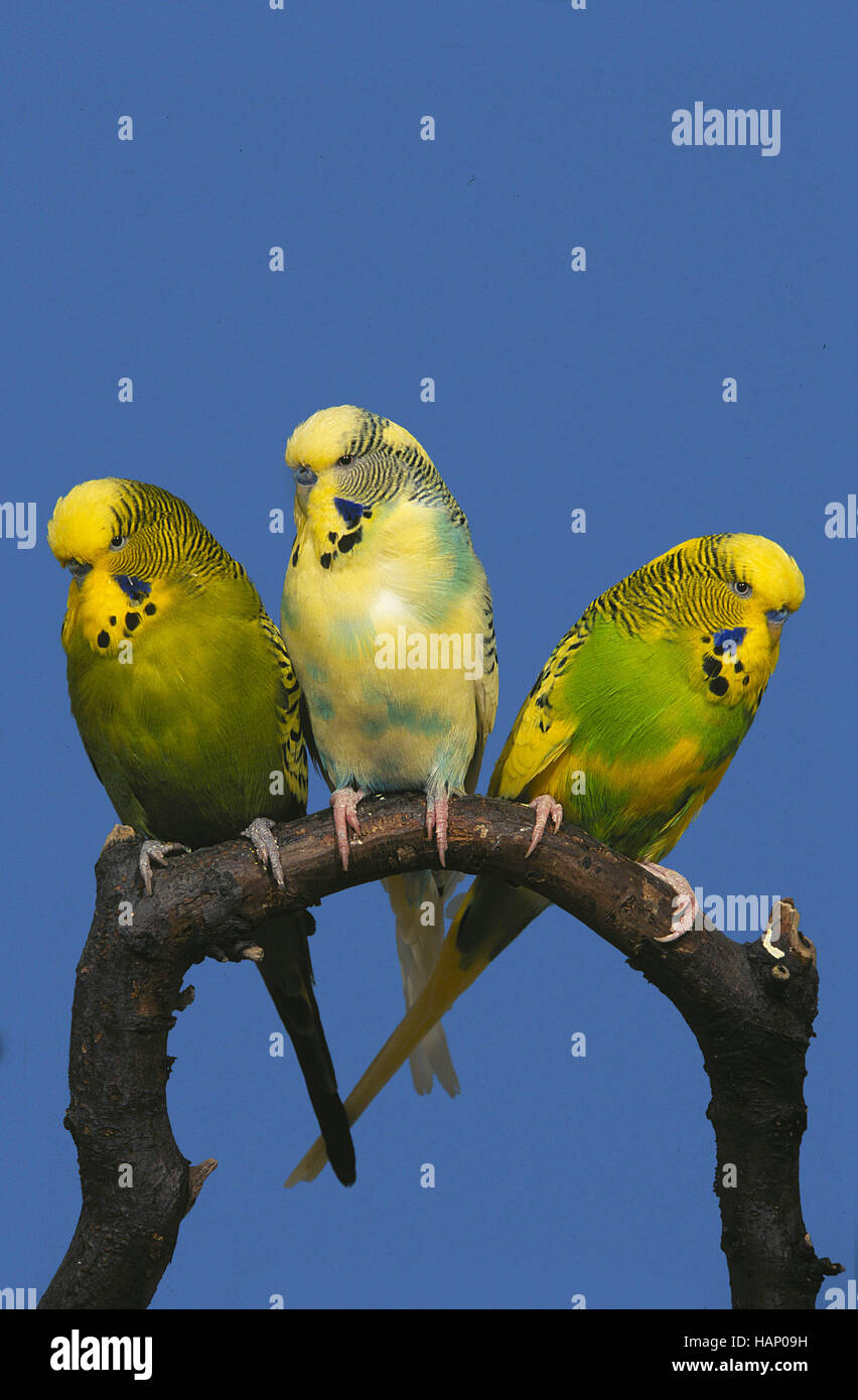 Budgie Budgerigar Domestic Birds Petbird High Resolution Stock ...