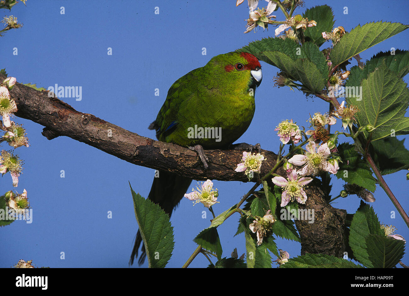 Cyanoramphus nova hi-res stock photography and images - Alamy