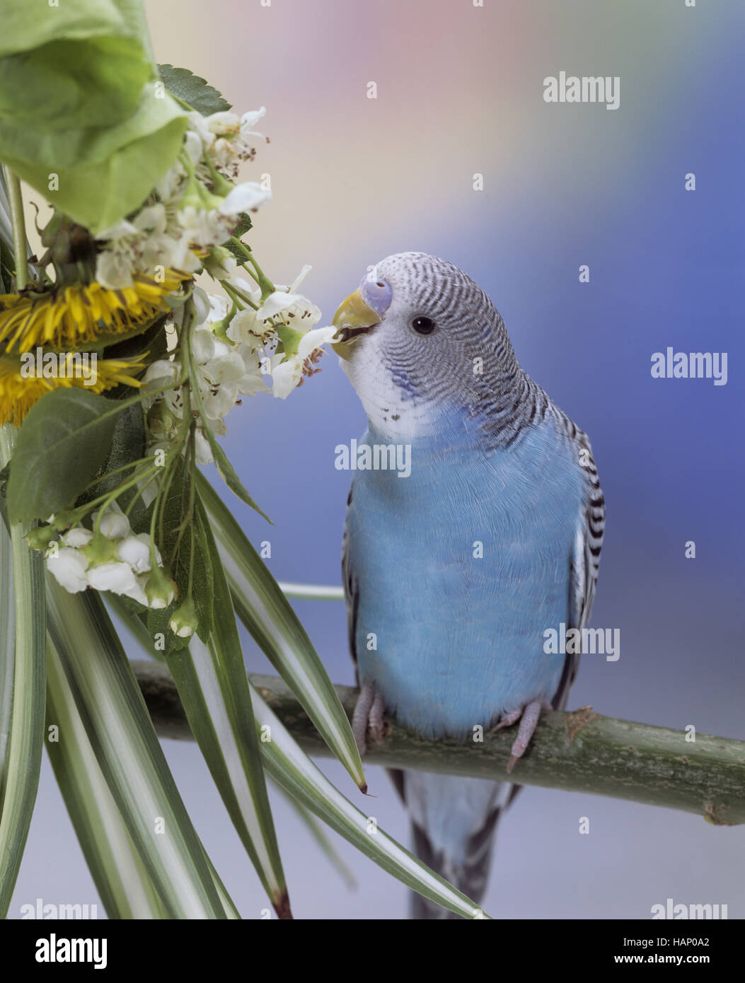 Budgie Budgerigar Domestic Birds Petbird High Resolution Stock ...