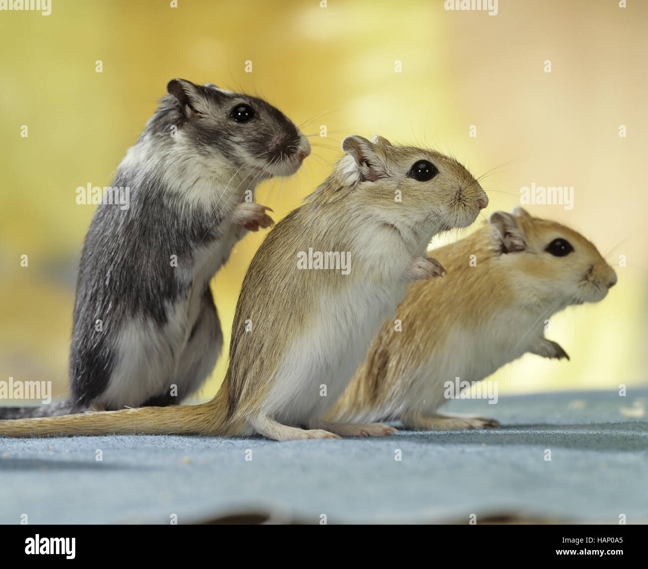 Jird desert hi-res stock photography and images - Alamy