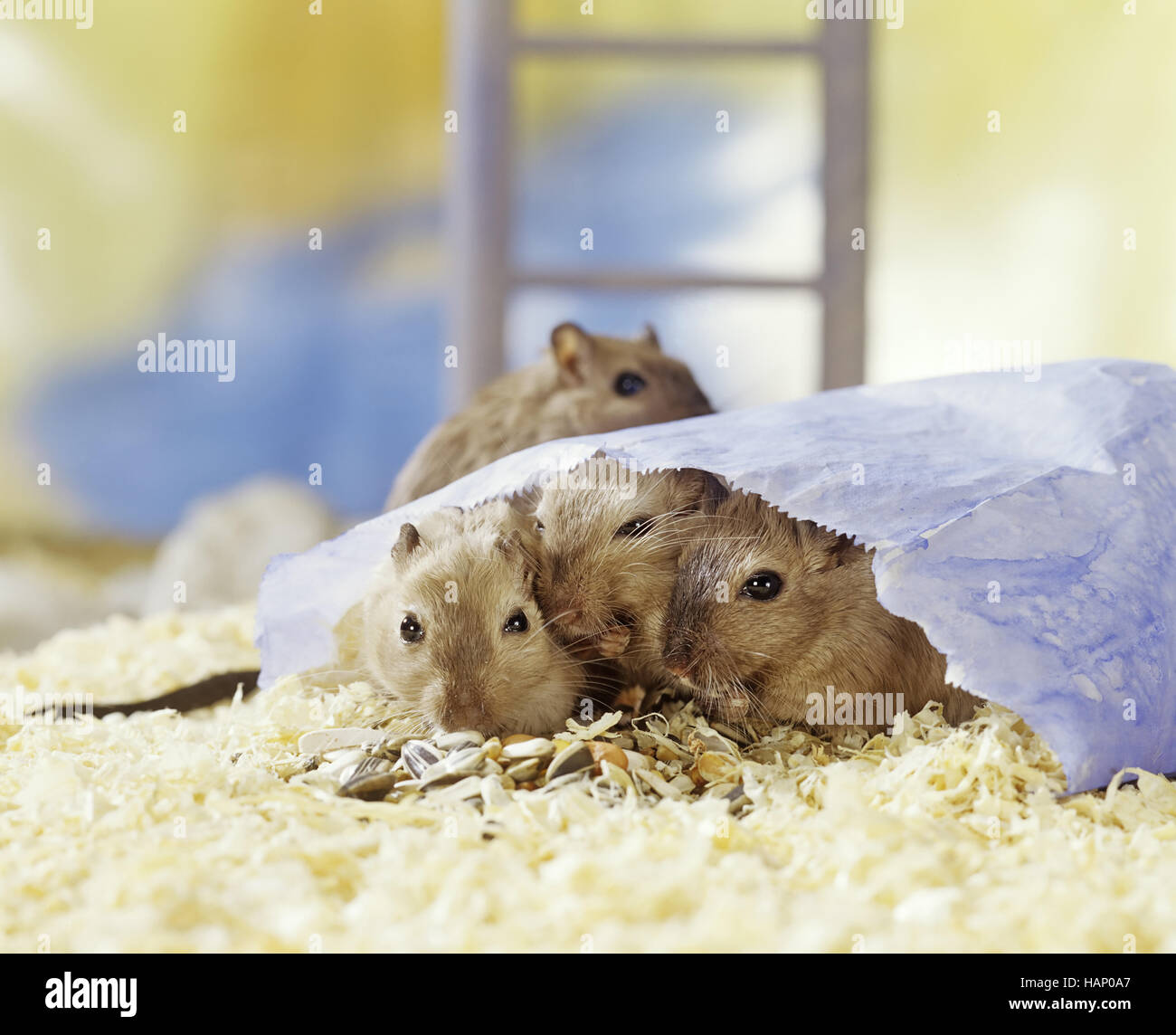 Jird desert hi-res stock photography and images - Alamy