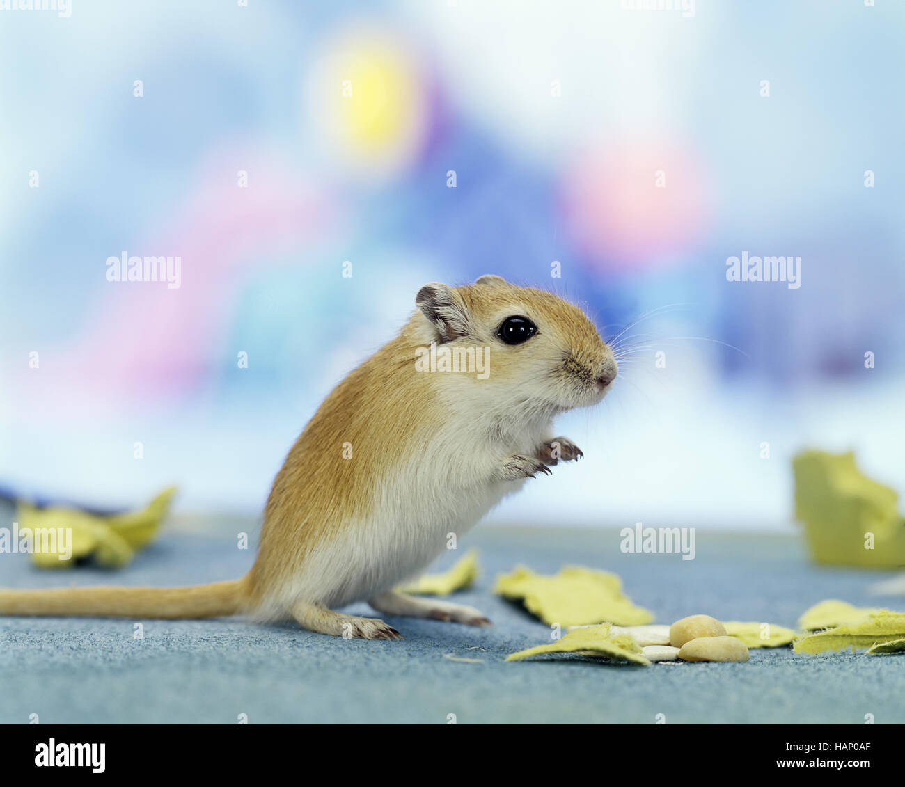 Sandmaus hi-res stock photography and images - Alamy