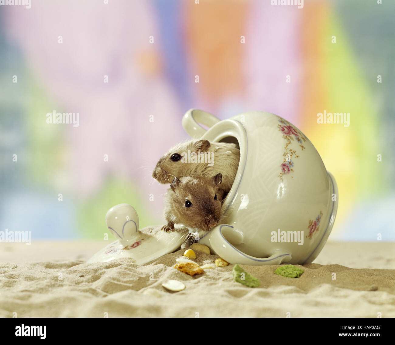 Desert rats hi-res stock photography and images - Alamy