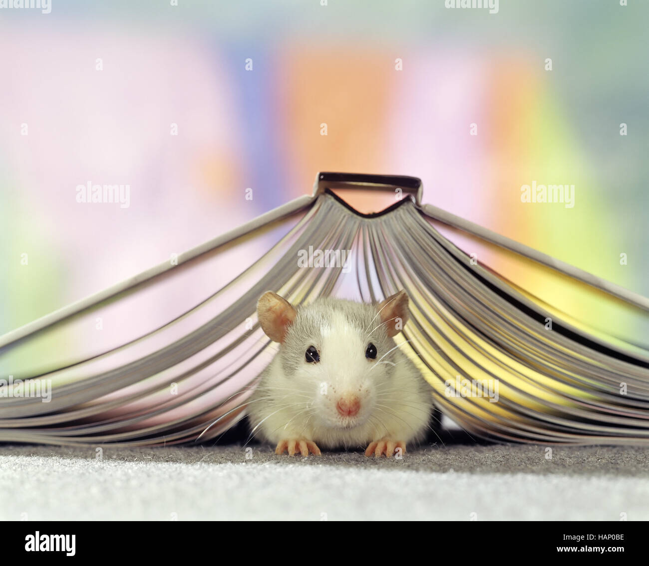 Jird desert hi-res stock photography and images - Alamy