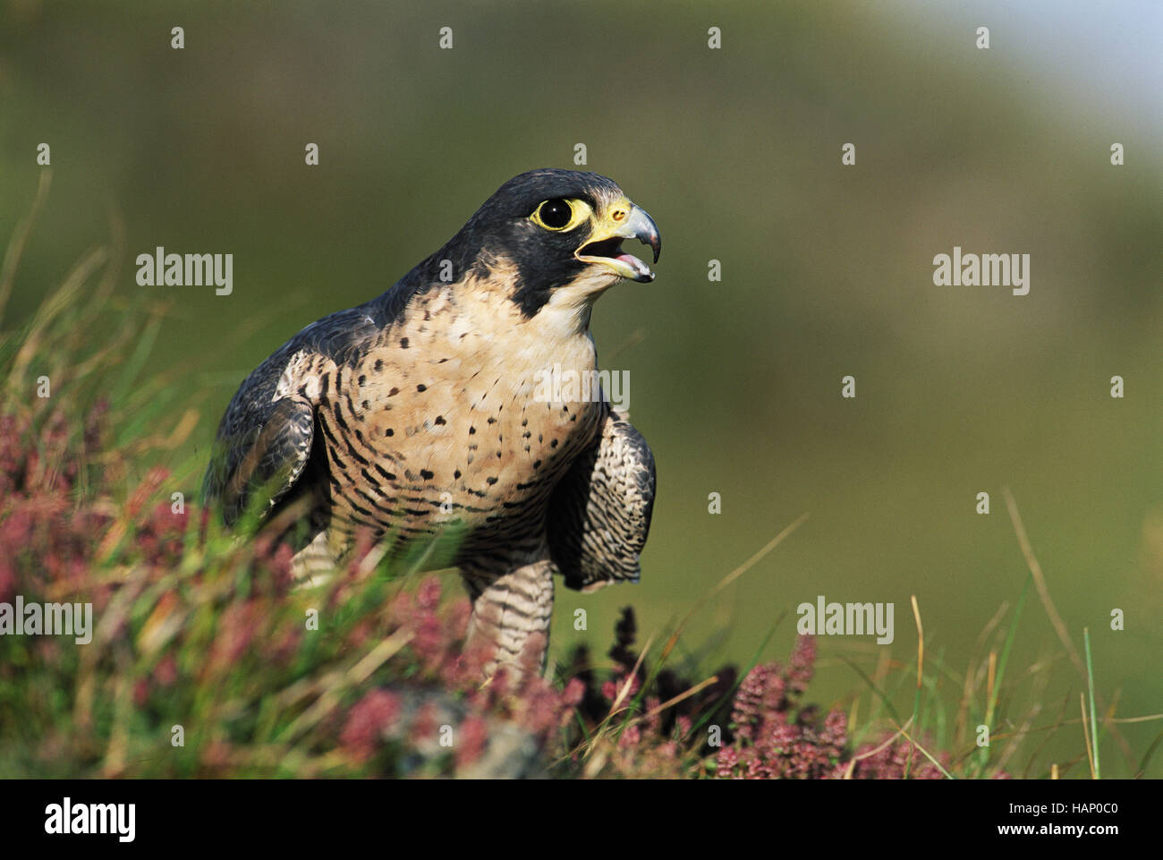 Peregrine hi-res stock photography and images - Alamy