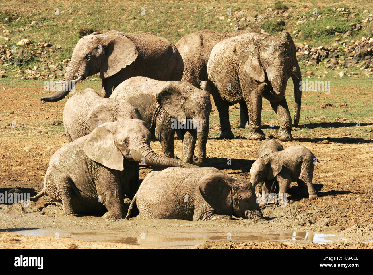 Elephantus hi-res stock photography and images - Alamy