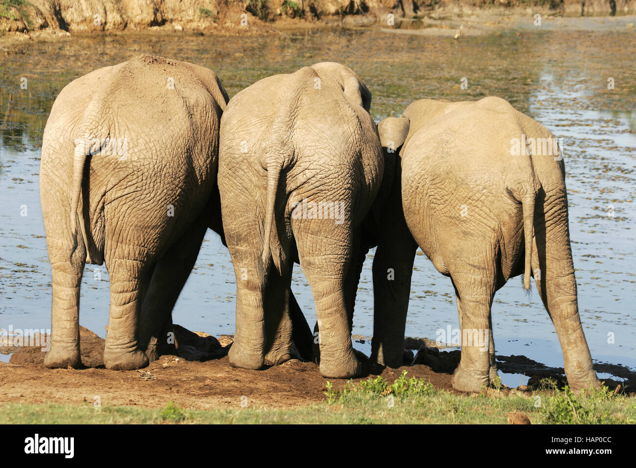 Elephantus hi-res stock photography and images - Alamy