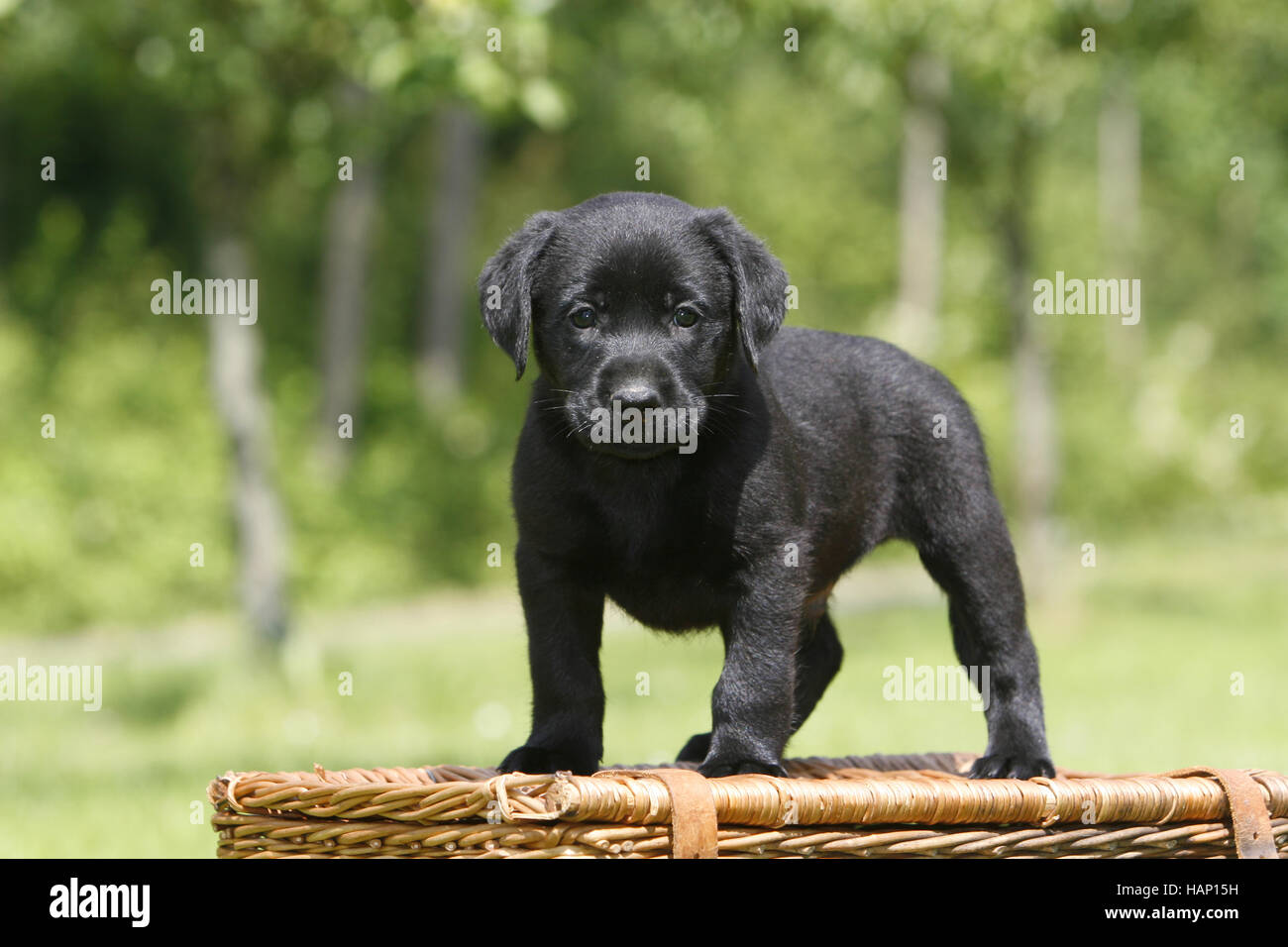 Labrador Retriever Whelp Stock Photo - Alamy