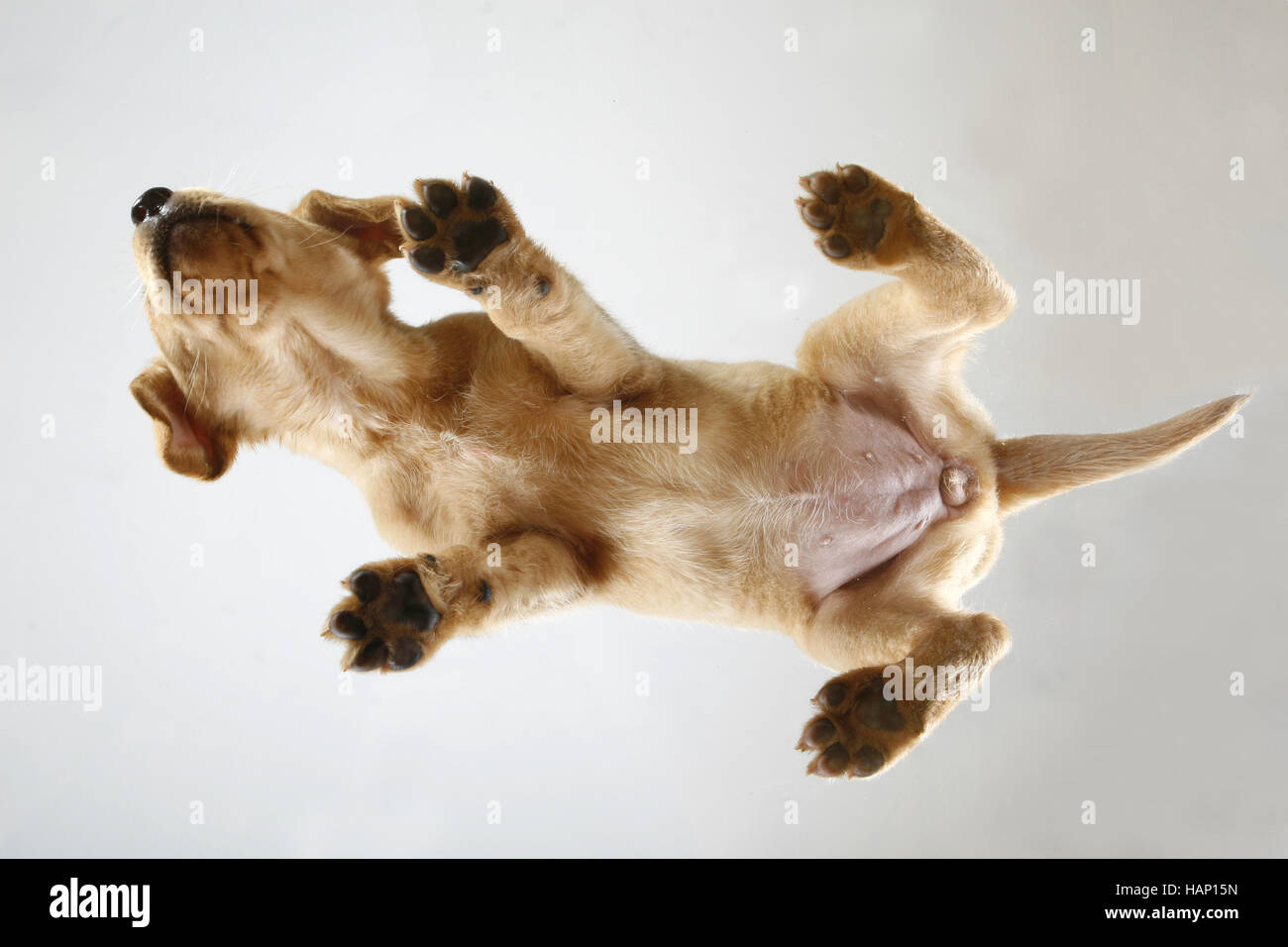 Labrador Retriever Whelp Stock Photo - Alamy