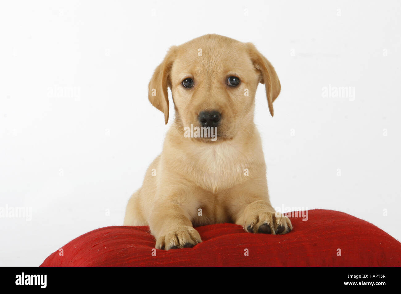 Labrador Retriever Whelp Stock Photo - Alamy