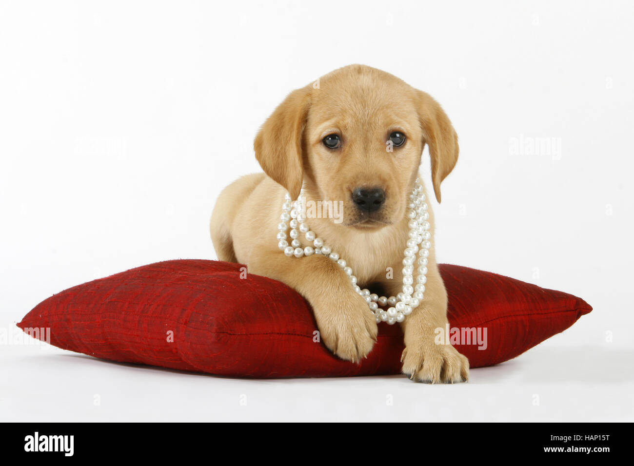 Labrador Retriever Whelp Stock Photo - Alamy
