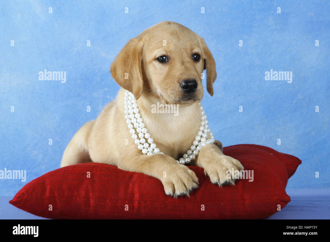 Labrador Retriever Whelp Stock Photo - Alamy