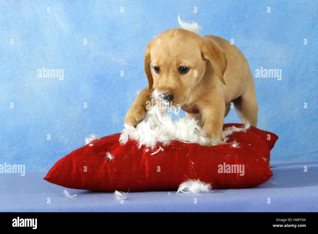 Labrador Retriever Whelp Stock Photo - Alamy