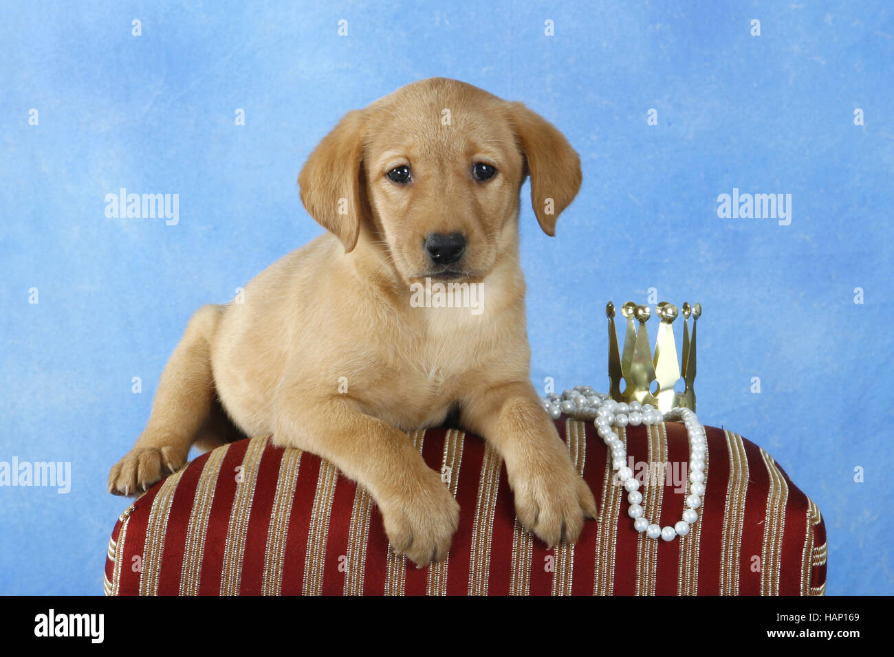 Labrador Retriever Whelp Stock Photo - Alamy