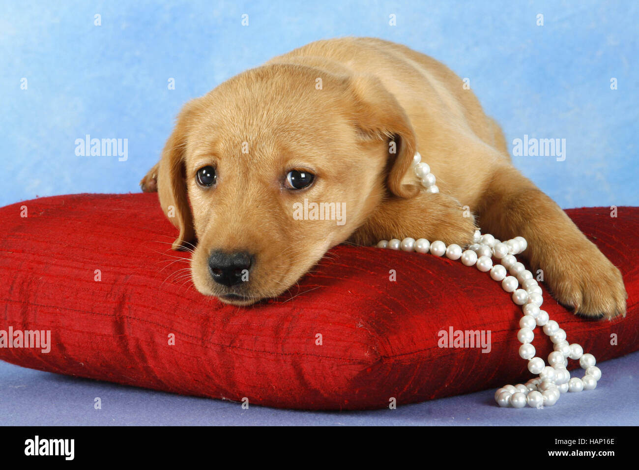 Labrador Retriever Whelp Stock Photo - Alamy