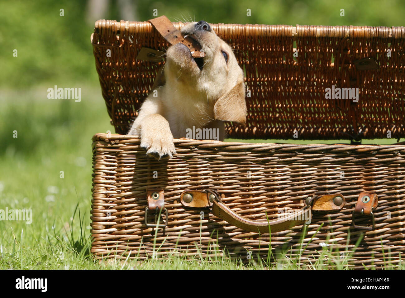 Labrador Retriever Whelp Stock Photo - Alamy