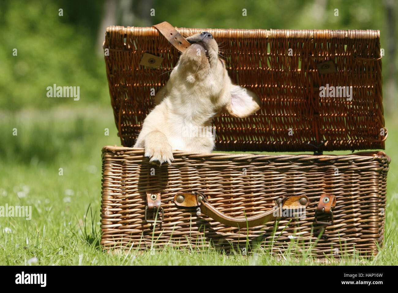Labrador Retriever Whelp Stock Photo - Alamy