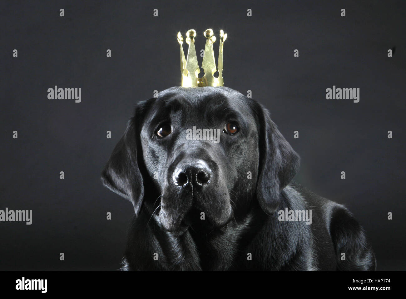 Schwarzer Labrador, Black Labrador Dog Stock Photo - Alamy