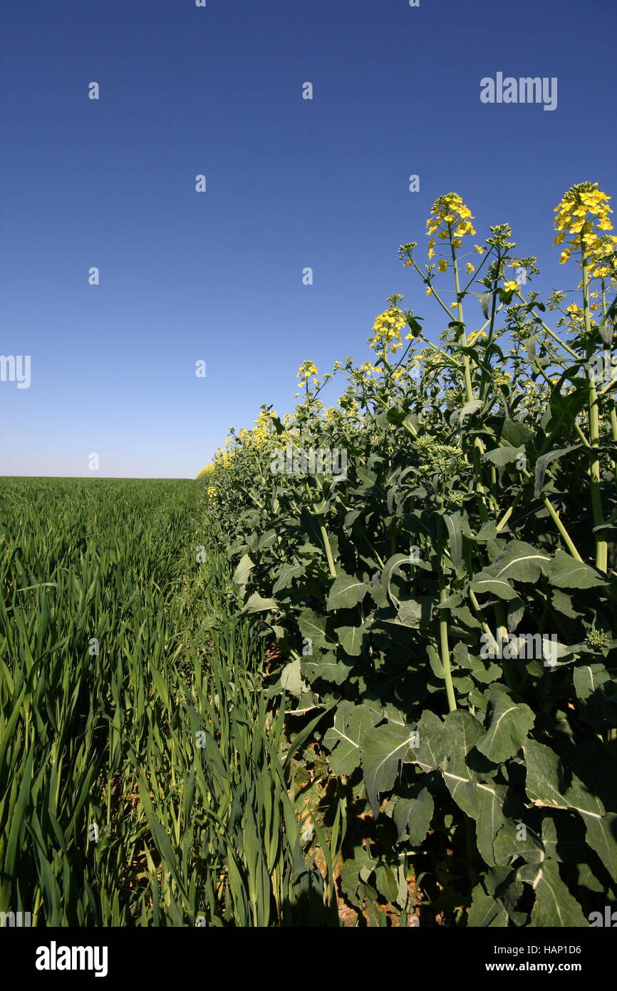 Biodiesel produktion hi-res stock photography and images - Alamy
