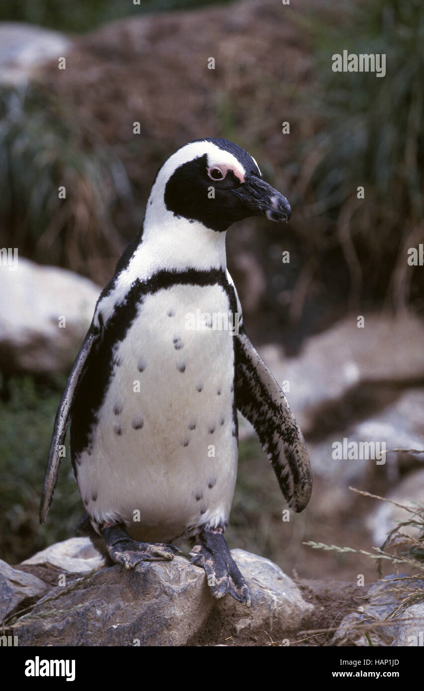 Pengu hi-res stock photography and images - Alamy