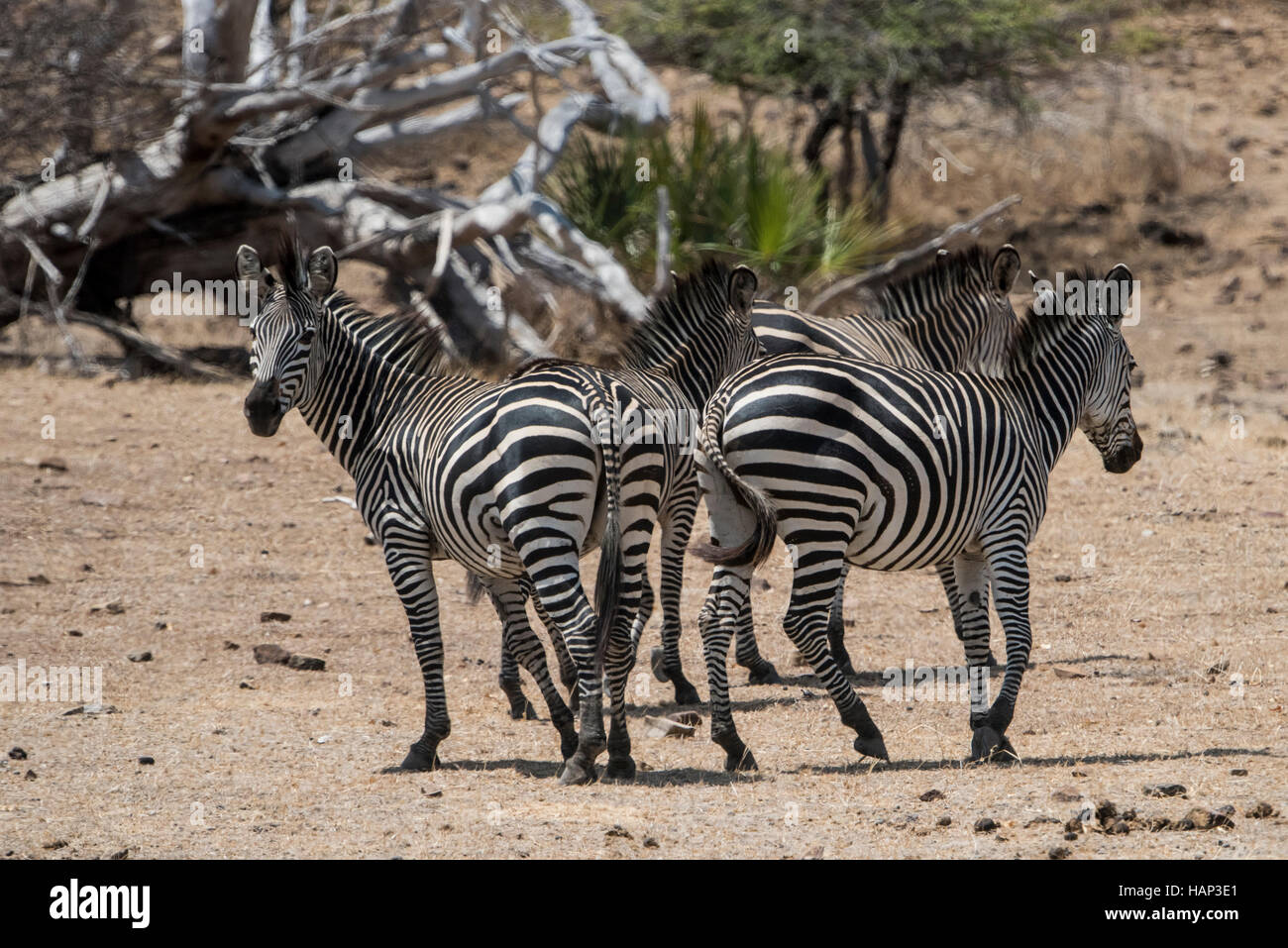 Selous zebra hi-res stock photography and images - Alamy