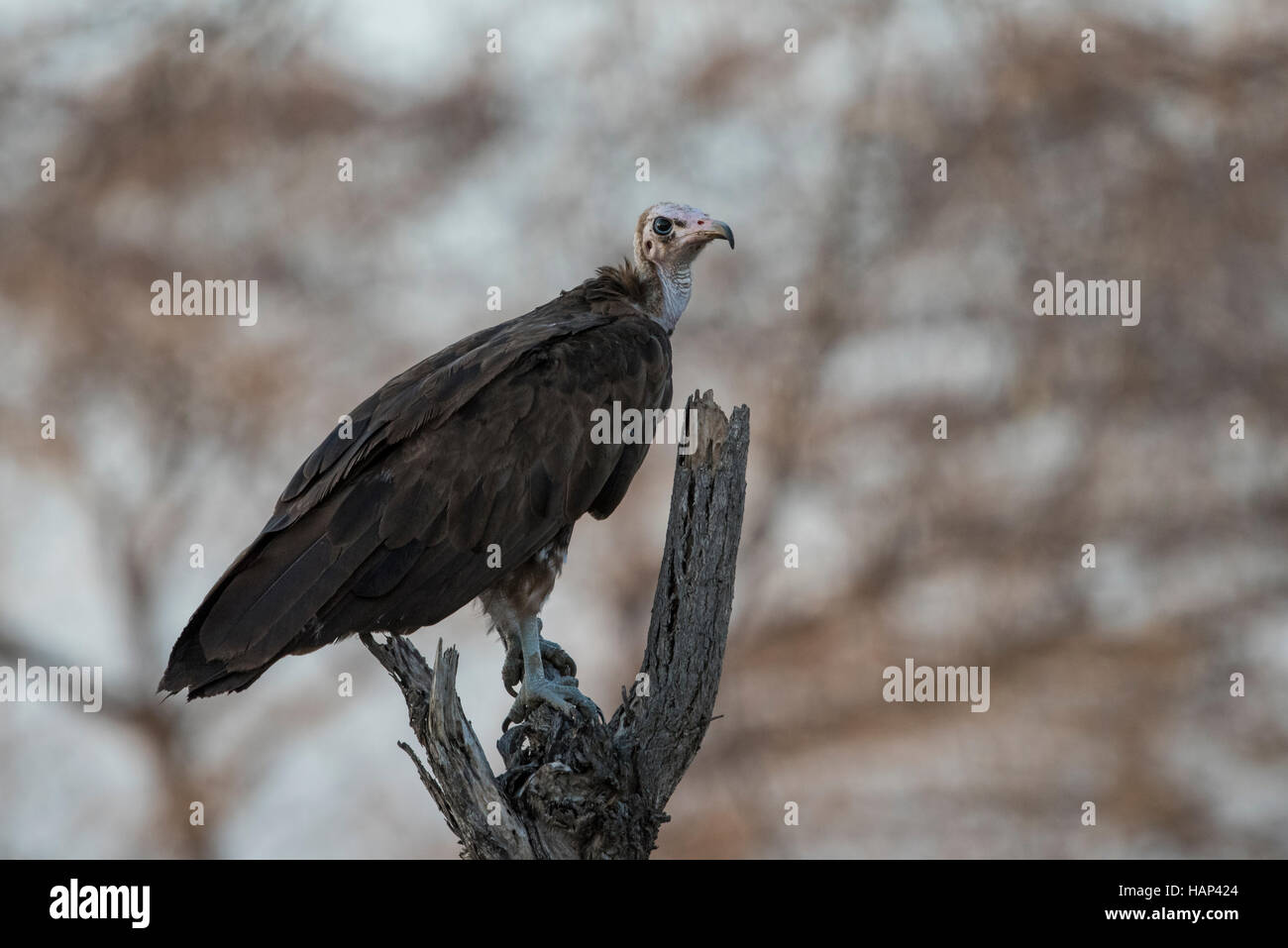 Hooded vulture perched on tree hi-res stock photography and images - Alamy