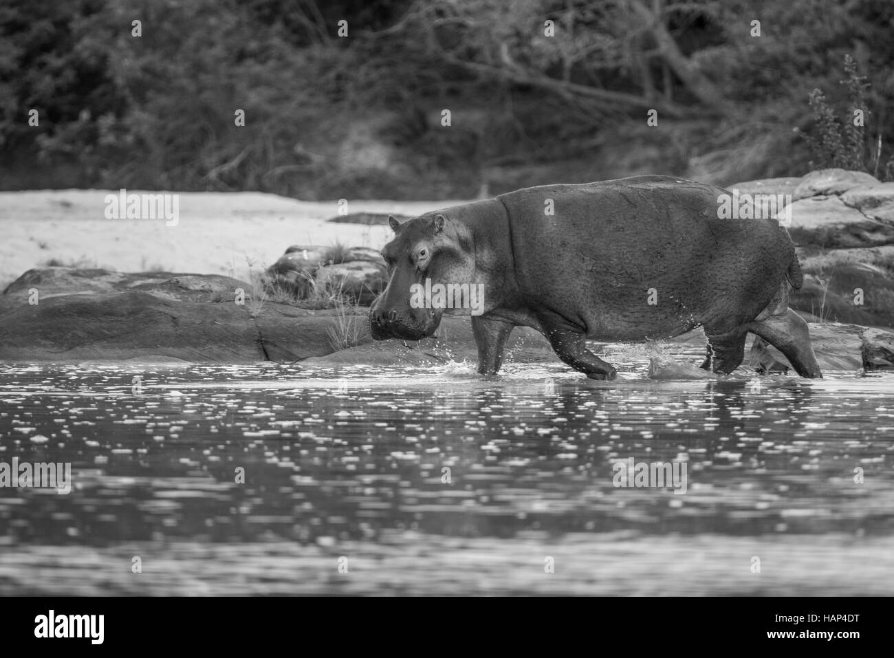 Hippo in water hi-res stock photography and images - Alamy
