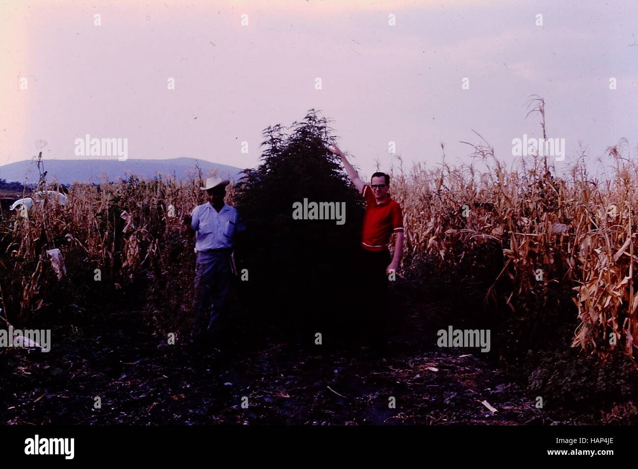 Harvesting a crop of Marijuana Stock Photo - Alamy
