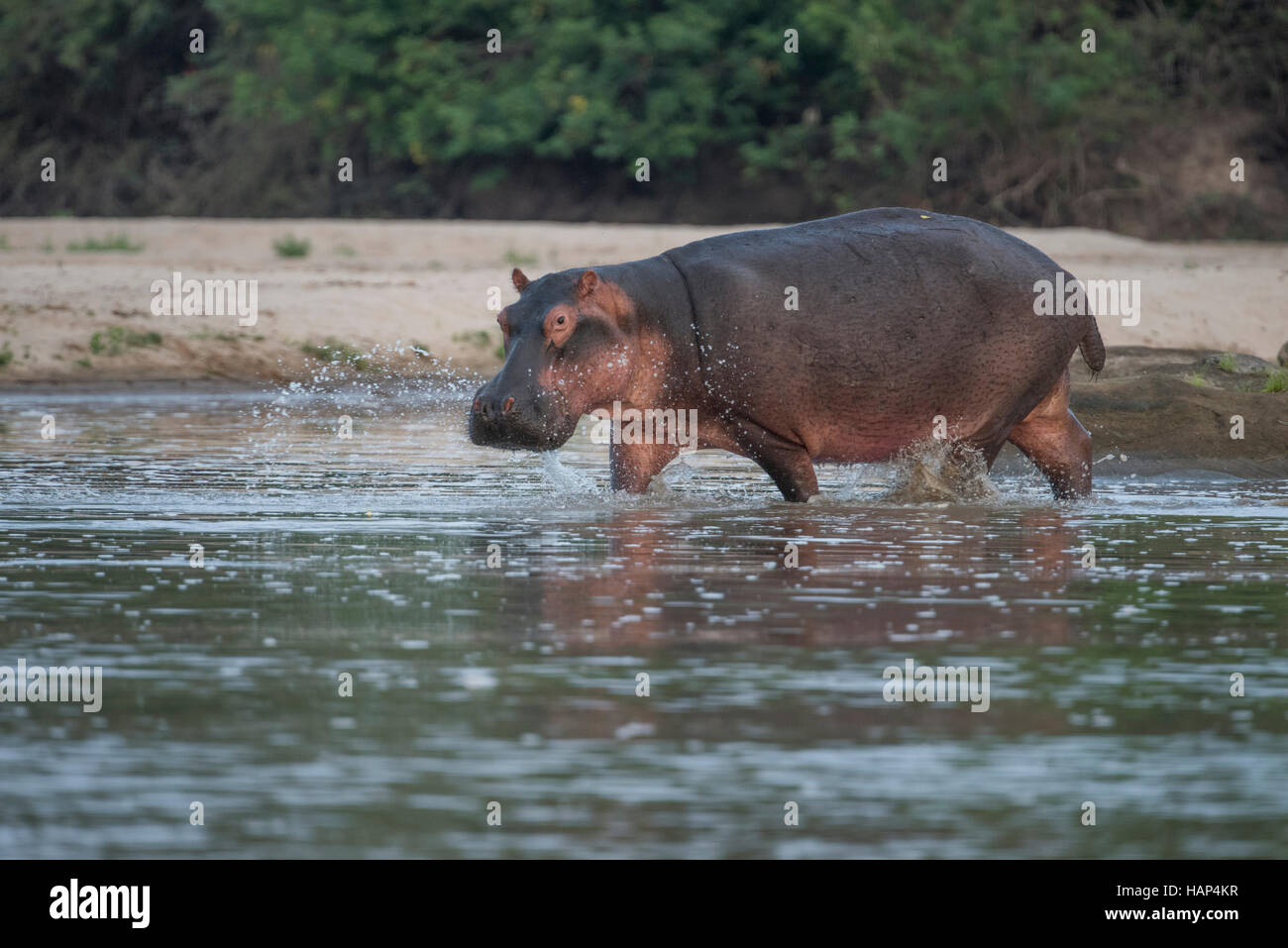 Hippo in water in Tanzania Stock Photo - Alamy