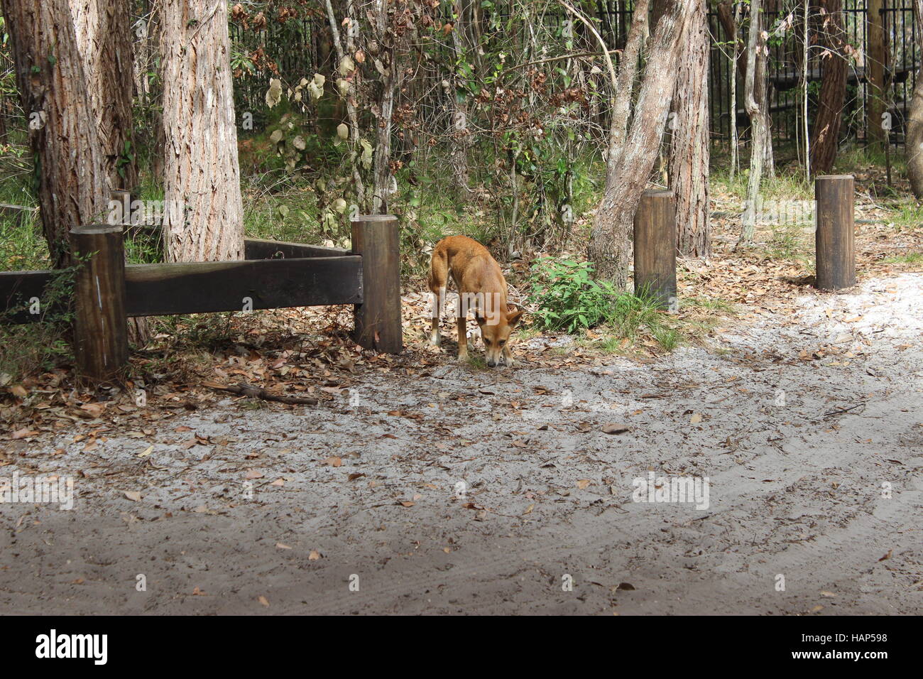 Dingo eating from the ground Stock Photo - Alamy
