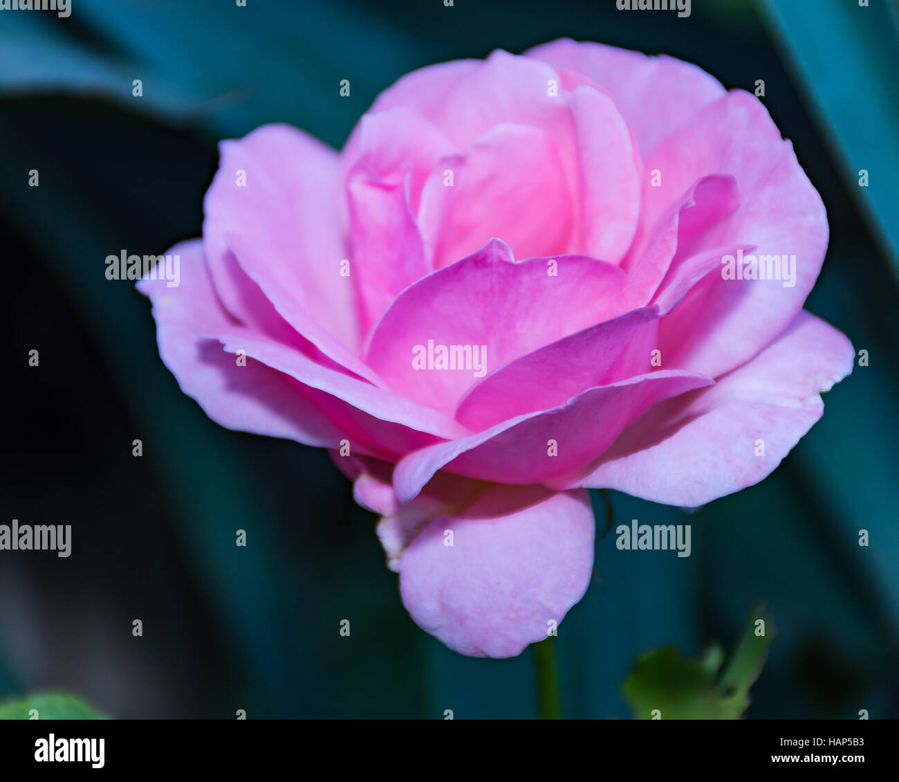 Pink rosa chinensis spring flower plant Japanese rose Stock Photo - Alamy