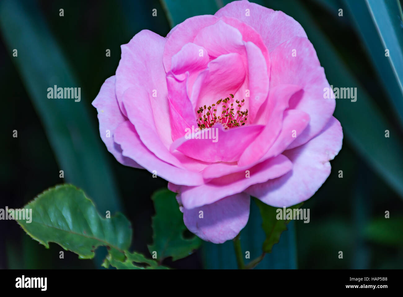 Pink rosa chinensis spring flower plant Japanese rose Stock Photo - Alamy