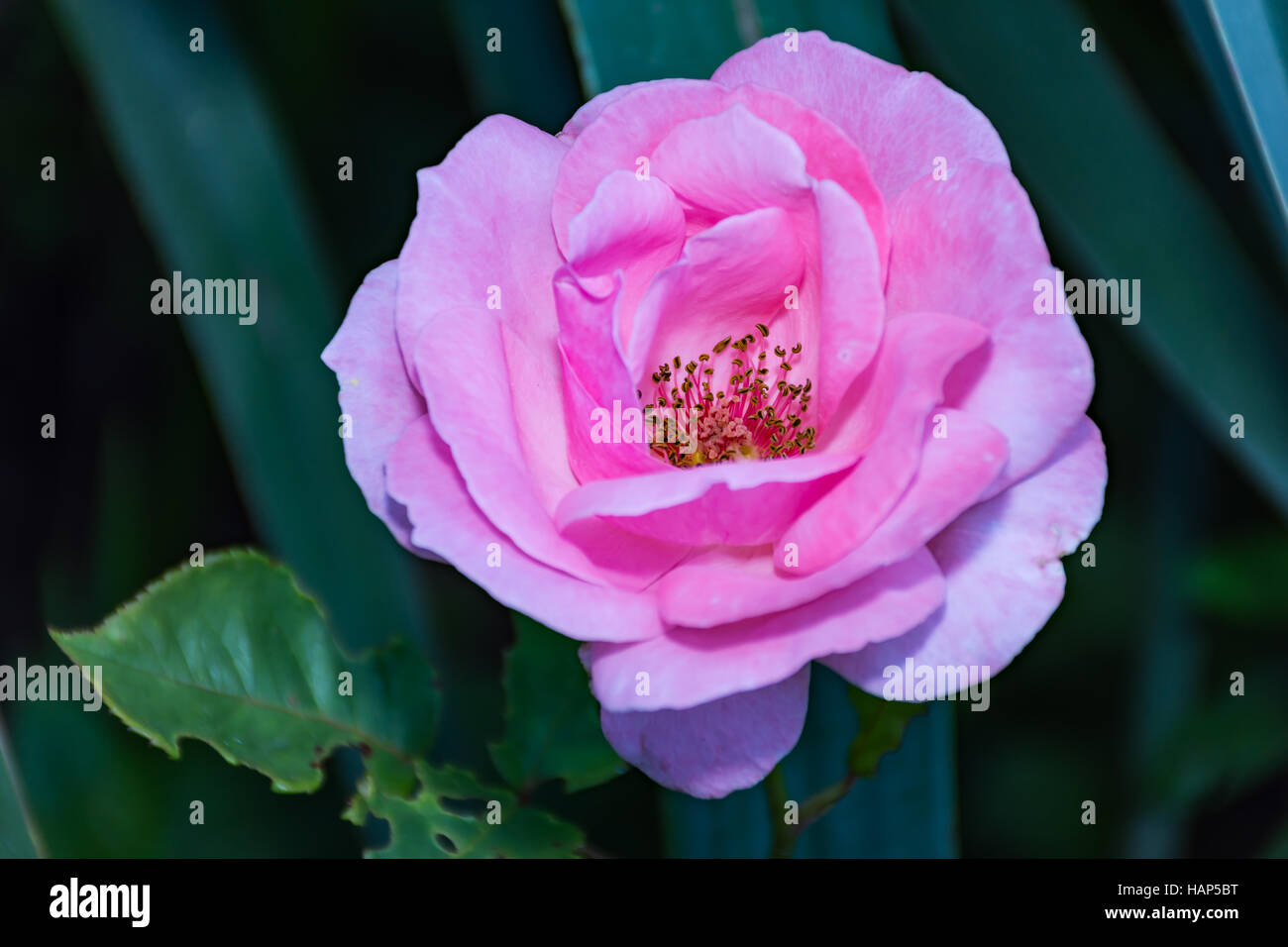 Pink rosa chinensis spring flower plant Japanese rose Stock Photo - Alamy