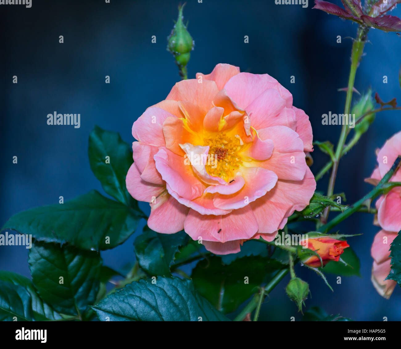 Light orange rosa chinensis spring flower plant Japanese rose Stock ...