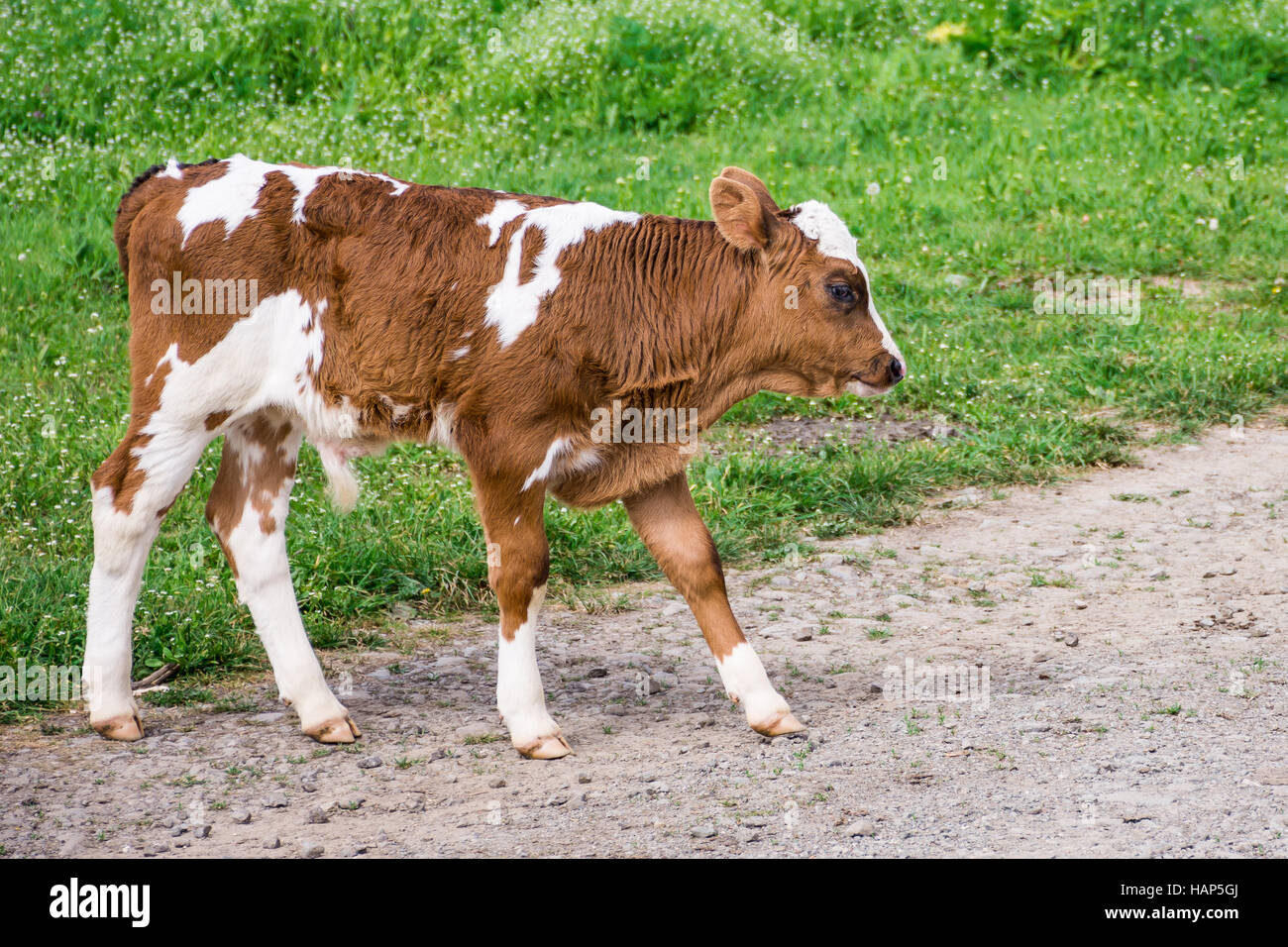 Bulgarian Brown White Domestic Cow Bos Taurus mammal European Stock ...