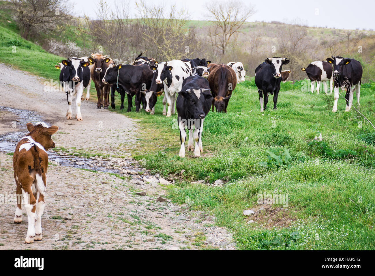 Bulgarian Brown Black White Domestic Cows Bos Taurus mammals European ...