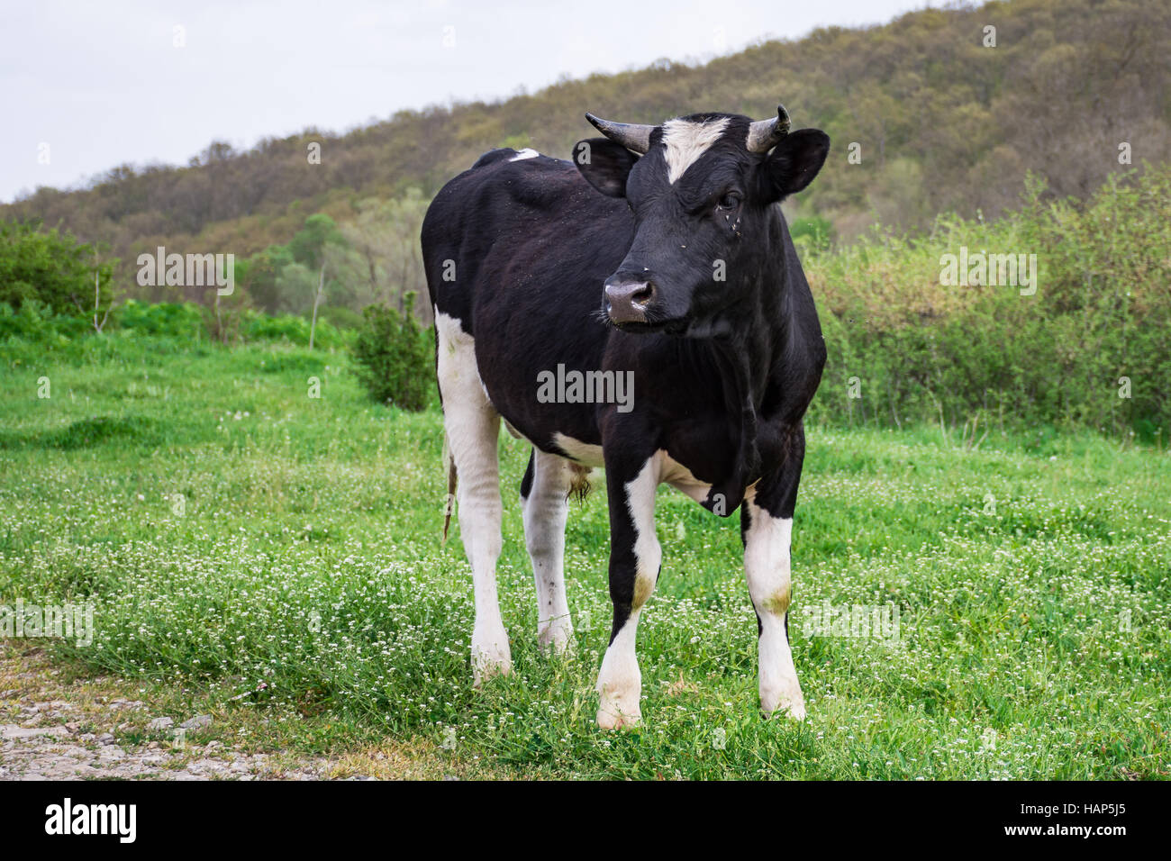 Bulgarian Black White Domestic Cow Bos Taurus mammal European Stock ...