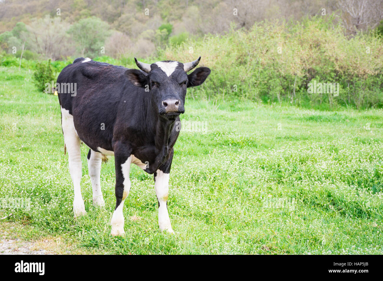 Bulgarian Black White Domestic Cow Bos Taurus mammal European Stock ...
