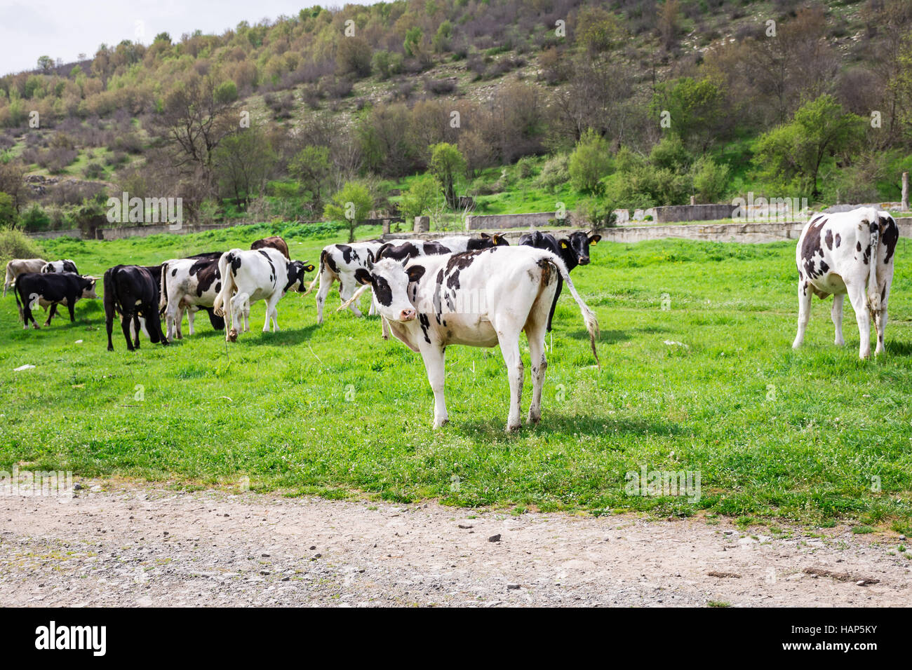 Bulgarian Brown Black White Domestic Cows Bos Taurus mammals European ...