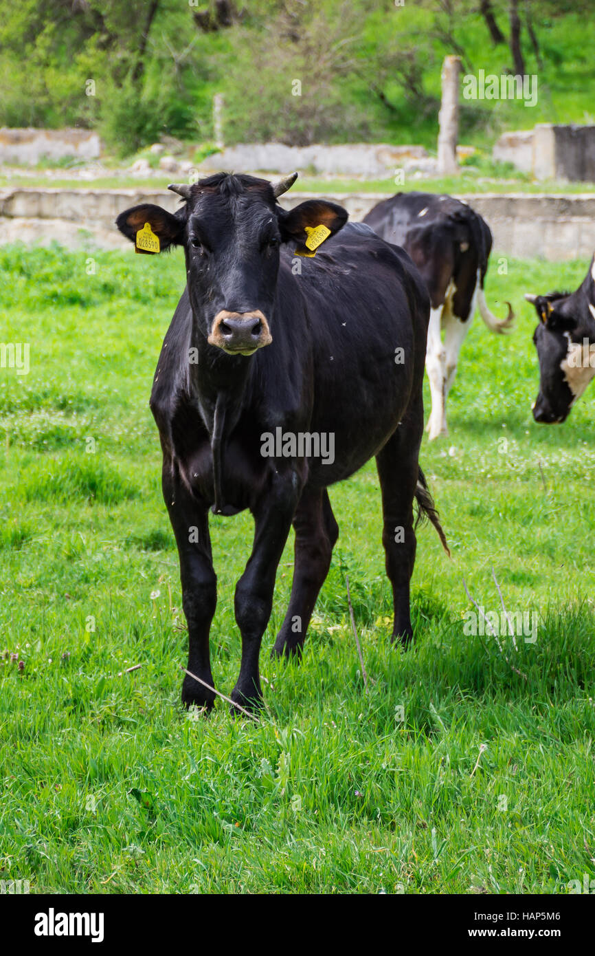 Bulgarian Black Domestic Cow Bos Taurus mammal European Stock Photo - Alamy
