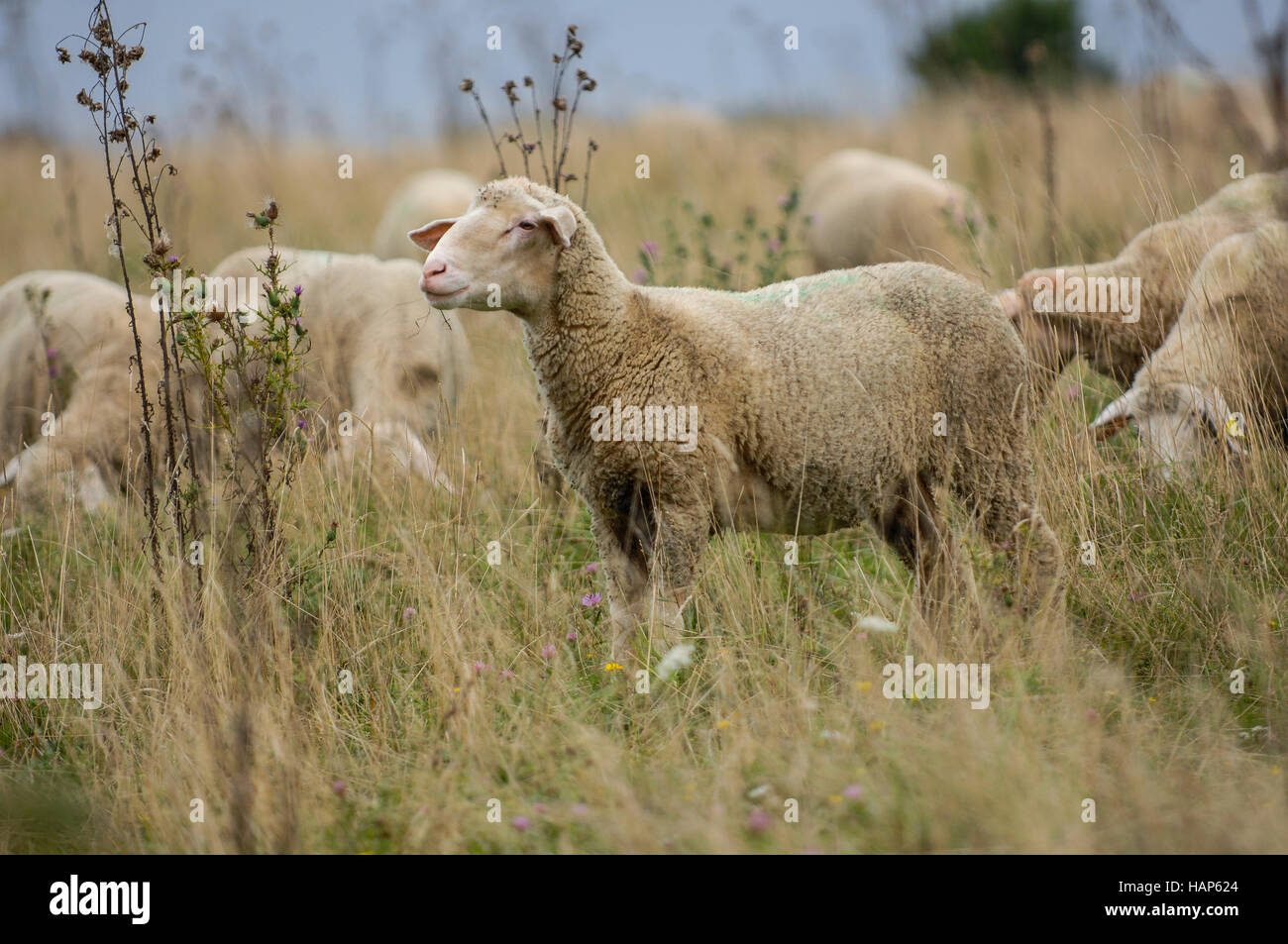 Sheep in nature on meadow. Farming outdoor, France Stock Photo - Alamy